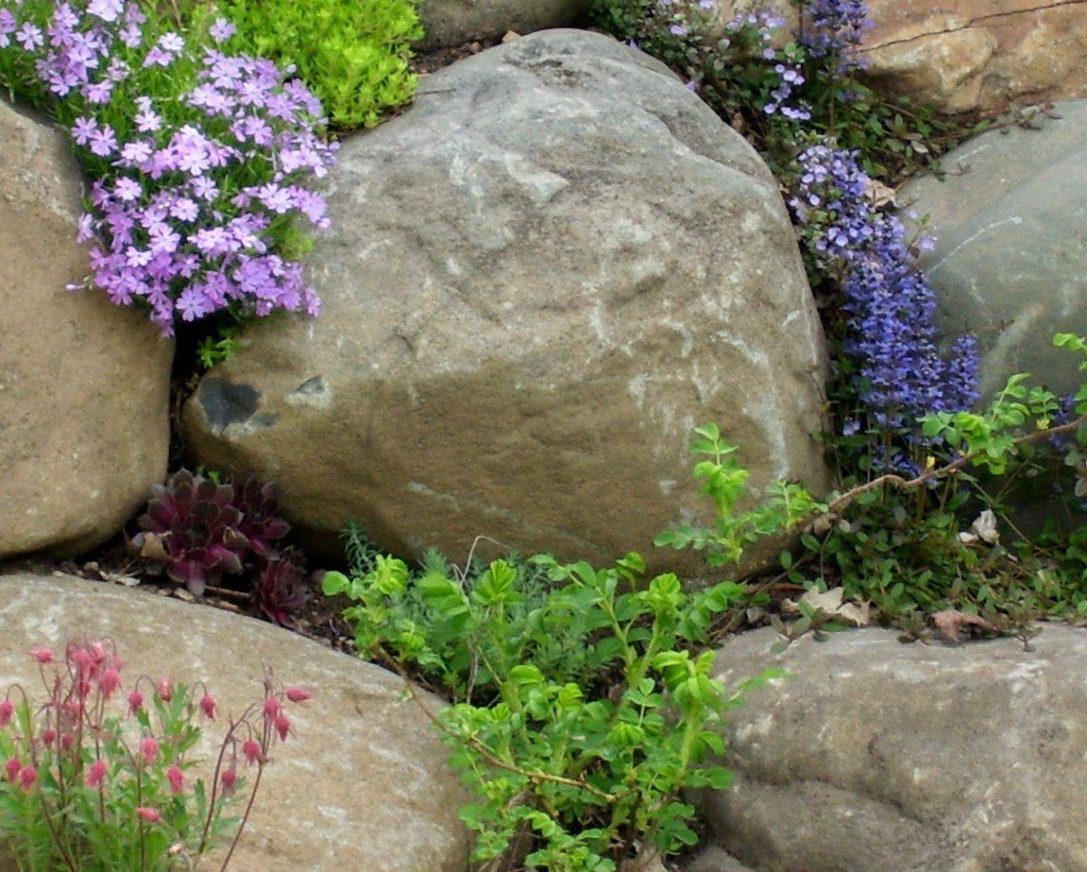 The Best Plants for a Rock Wall Garden